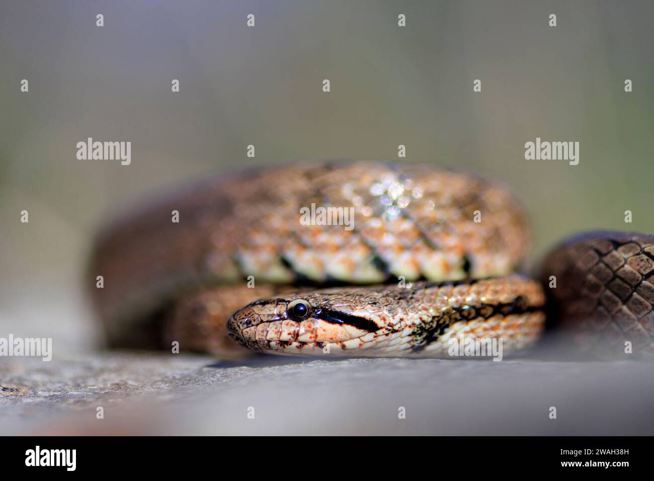 southern smooth snake, Bordeaux snake (Coronella girondica), portrait ...