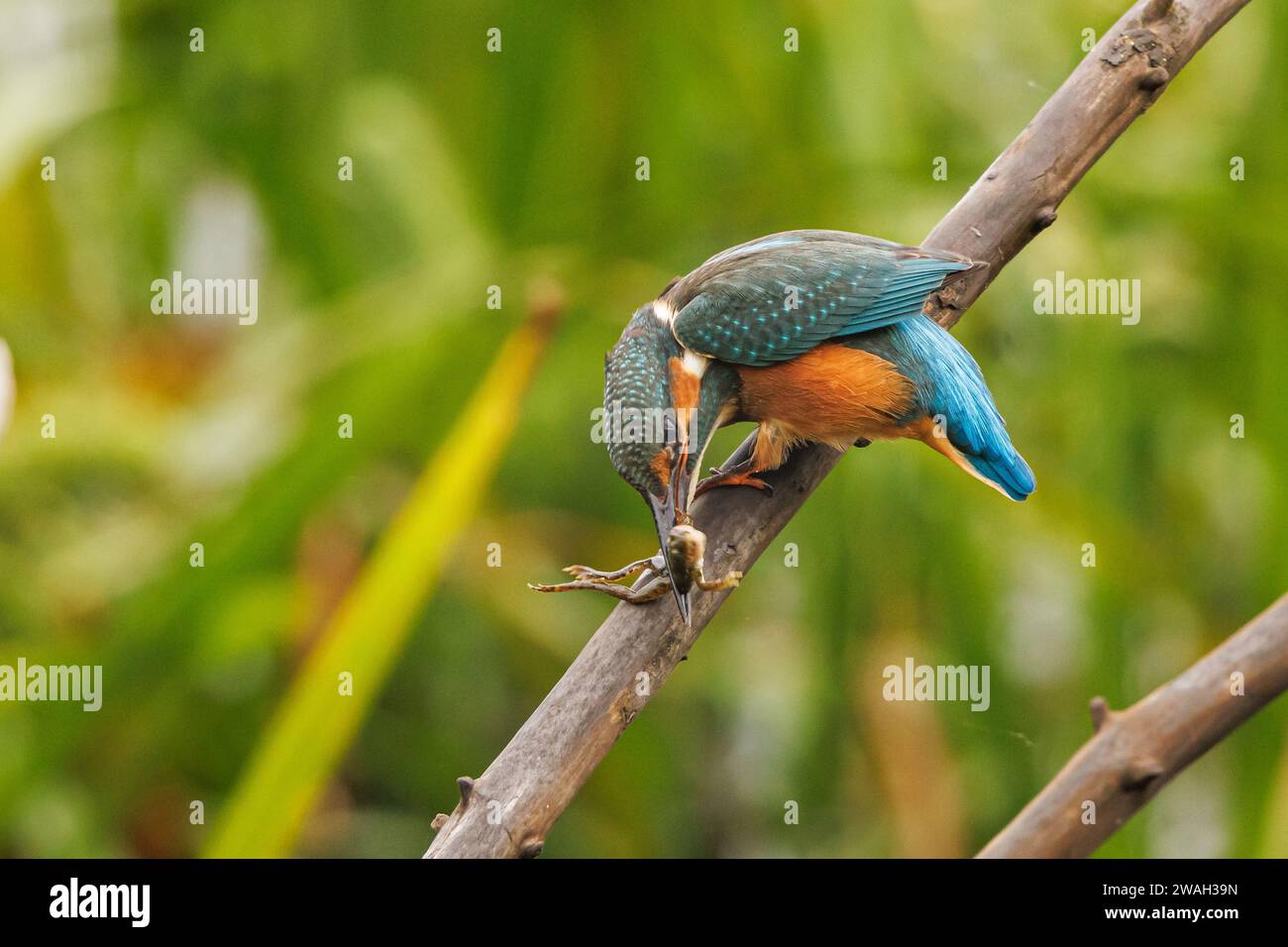 river kingfisher (Alcedo atthis), female killing captured green frog by ...