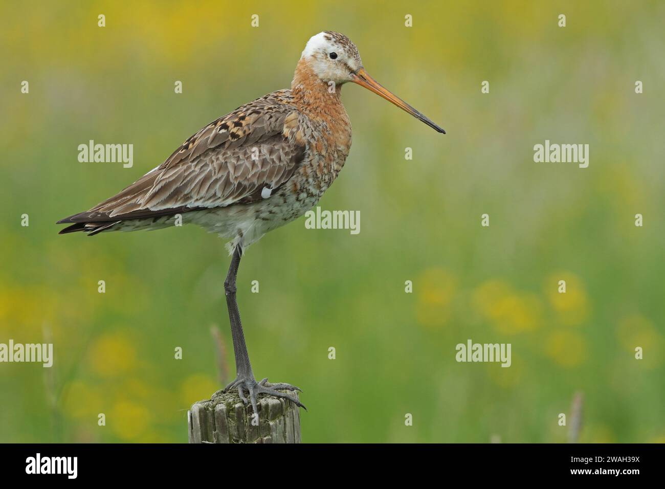 black-tailed godwit (Limosa limosa), with unusual white head standing ...