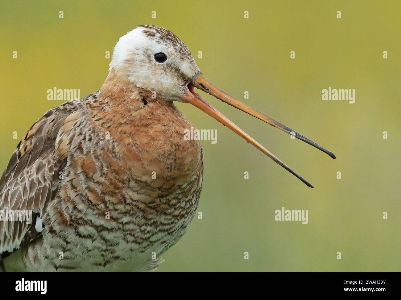 black-tailed godwit (Limosa limosa), with unusual white head with ...