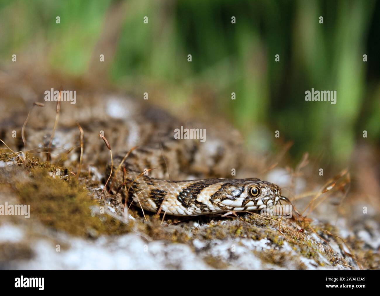 viperine snake, viperine grass snake (Natrix maura), snaking over the ...