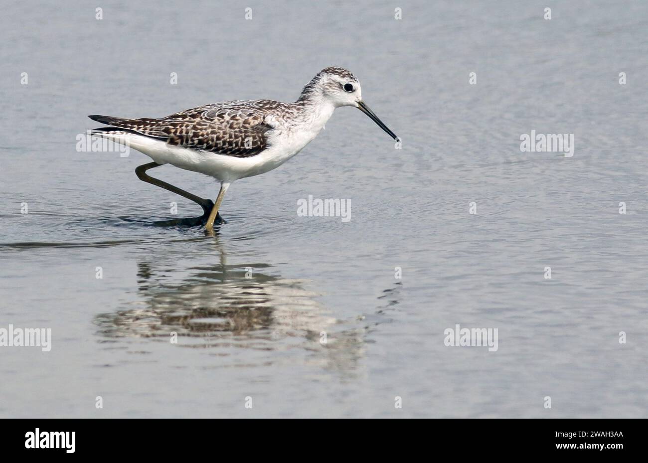 marsh sandpiper (Tringa stagnatilis), juvenile bird wading through ...