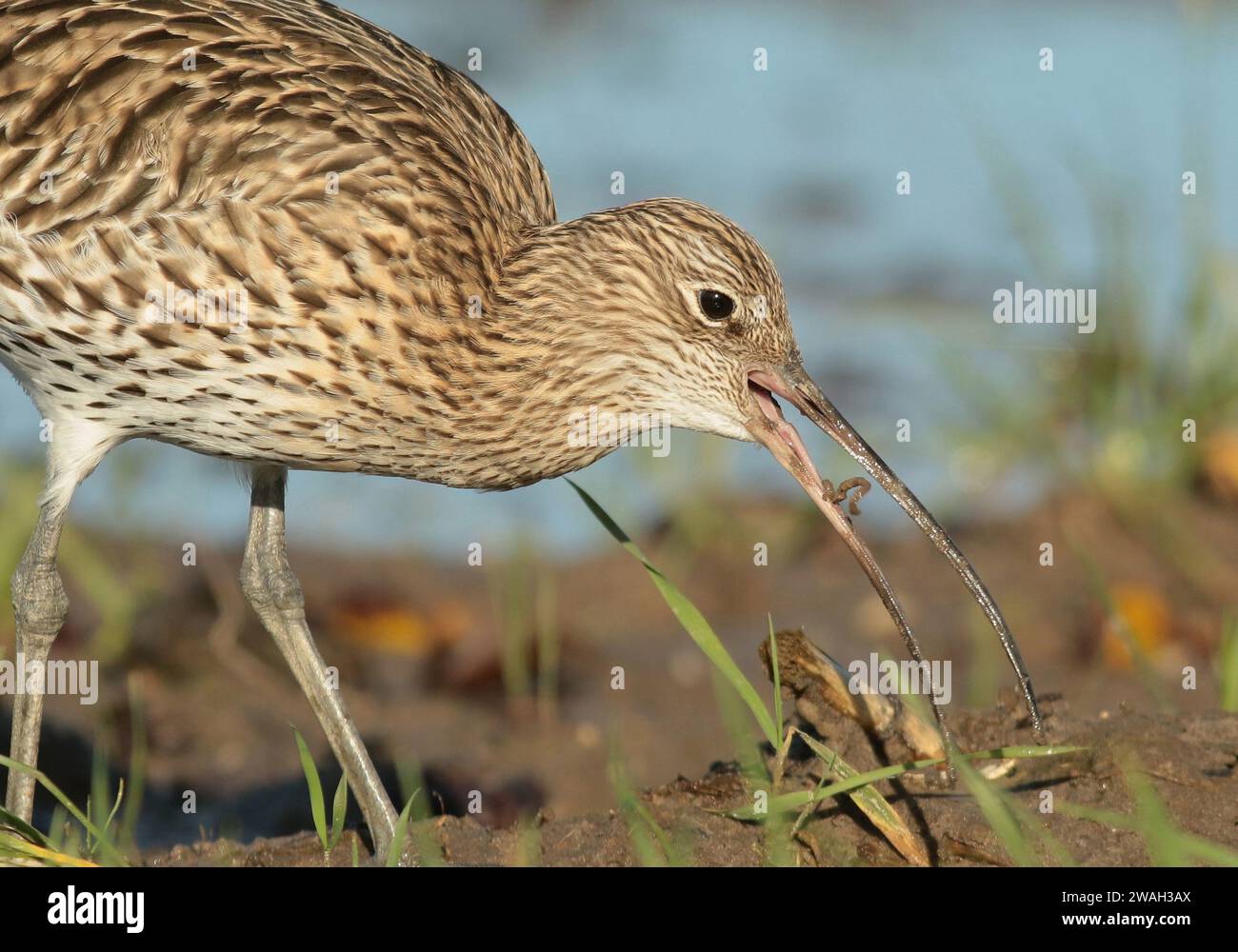 western curlew, common curlew, Eurasian curlew (Numenius arquata ...