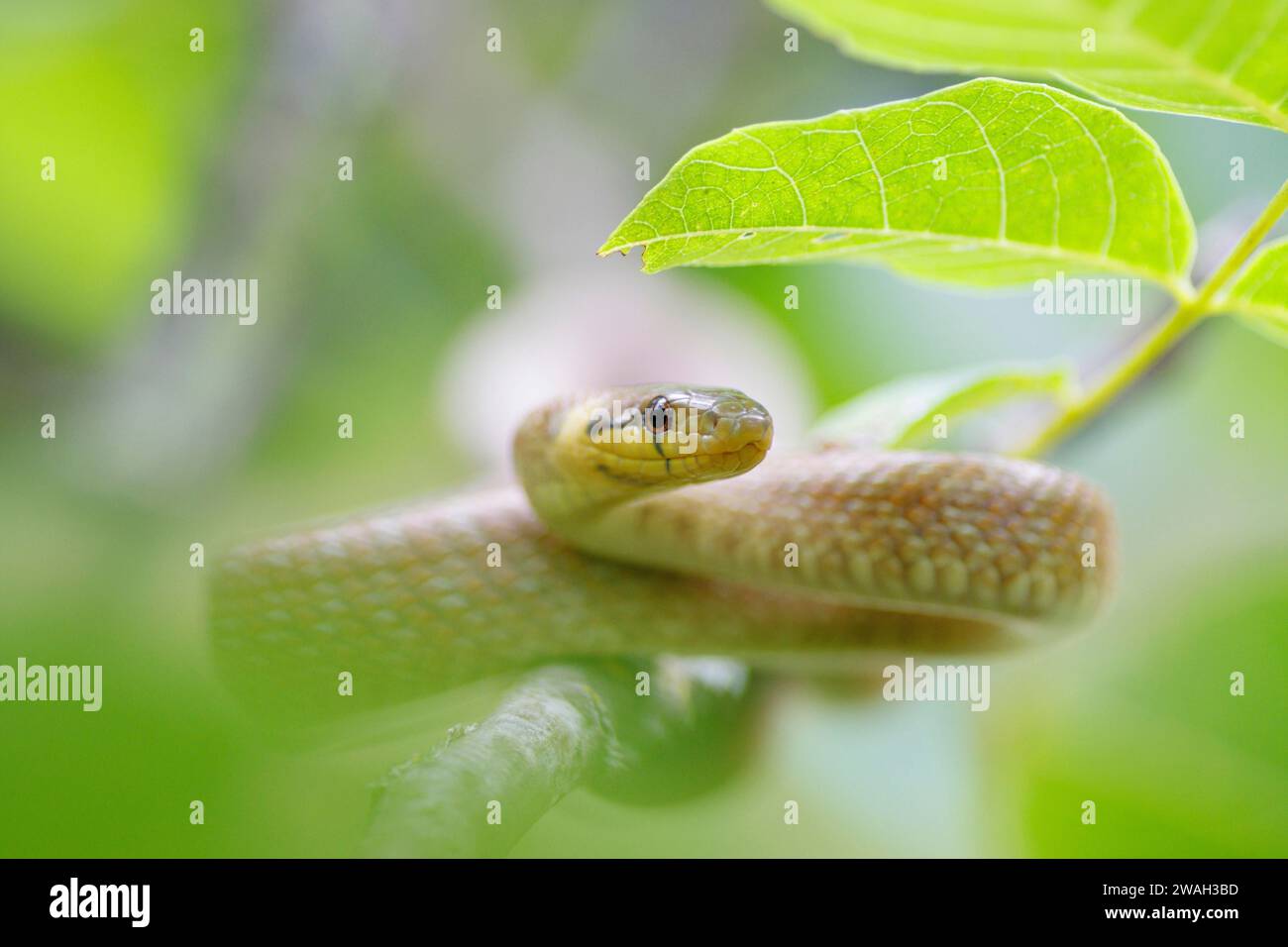 Aesculapian snake (Elaphe longissima, Zamenis longissimus), on a tree ...