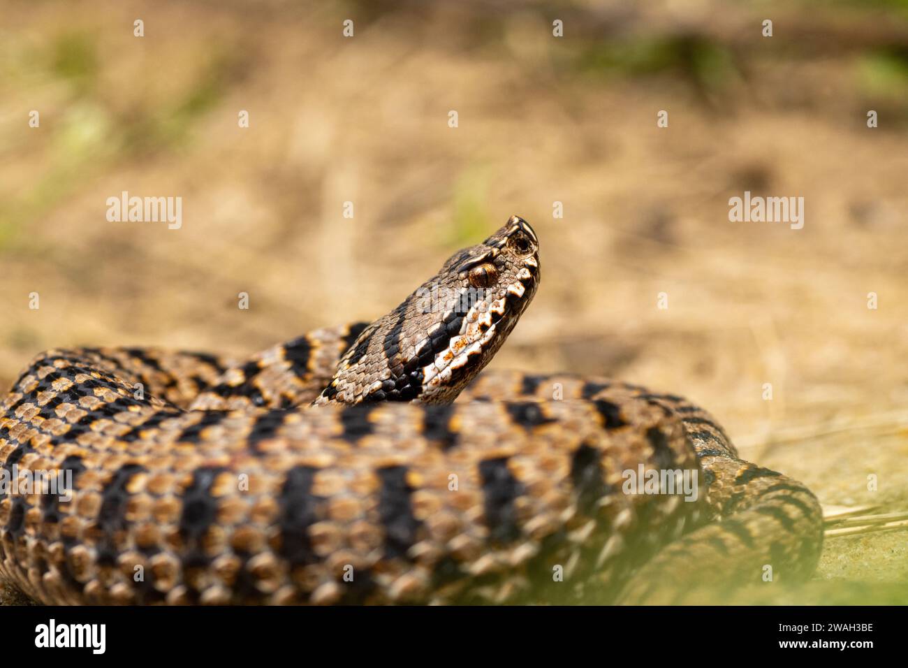 asp viper, aspic viper, European asp, asp (Vipera aspis), coiled male ...