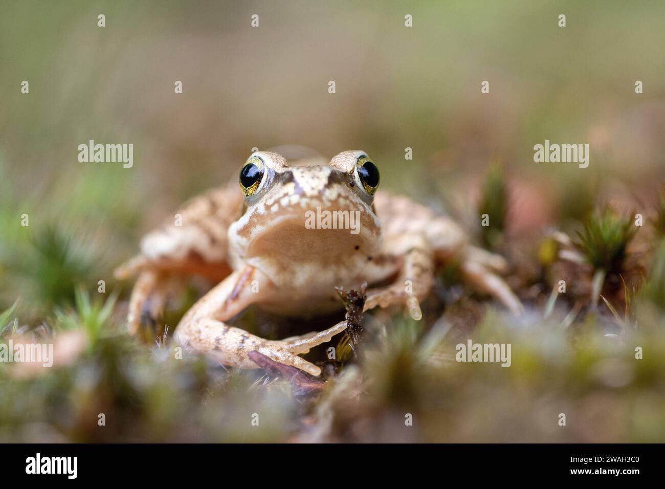 common frog, grass frog (Rana temporaria), on the ground, looking ...