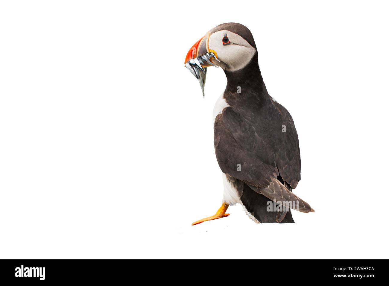 Beaks and bills Cut Out Stock Images & Pictures - Alamy