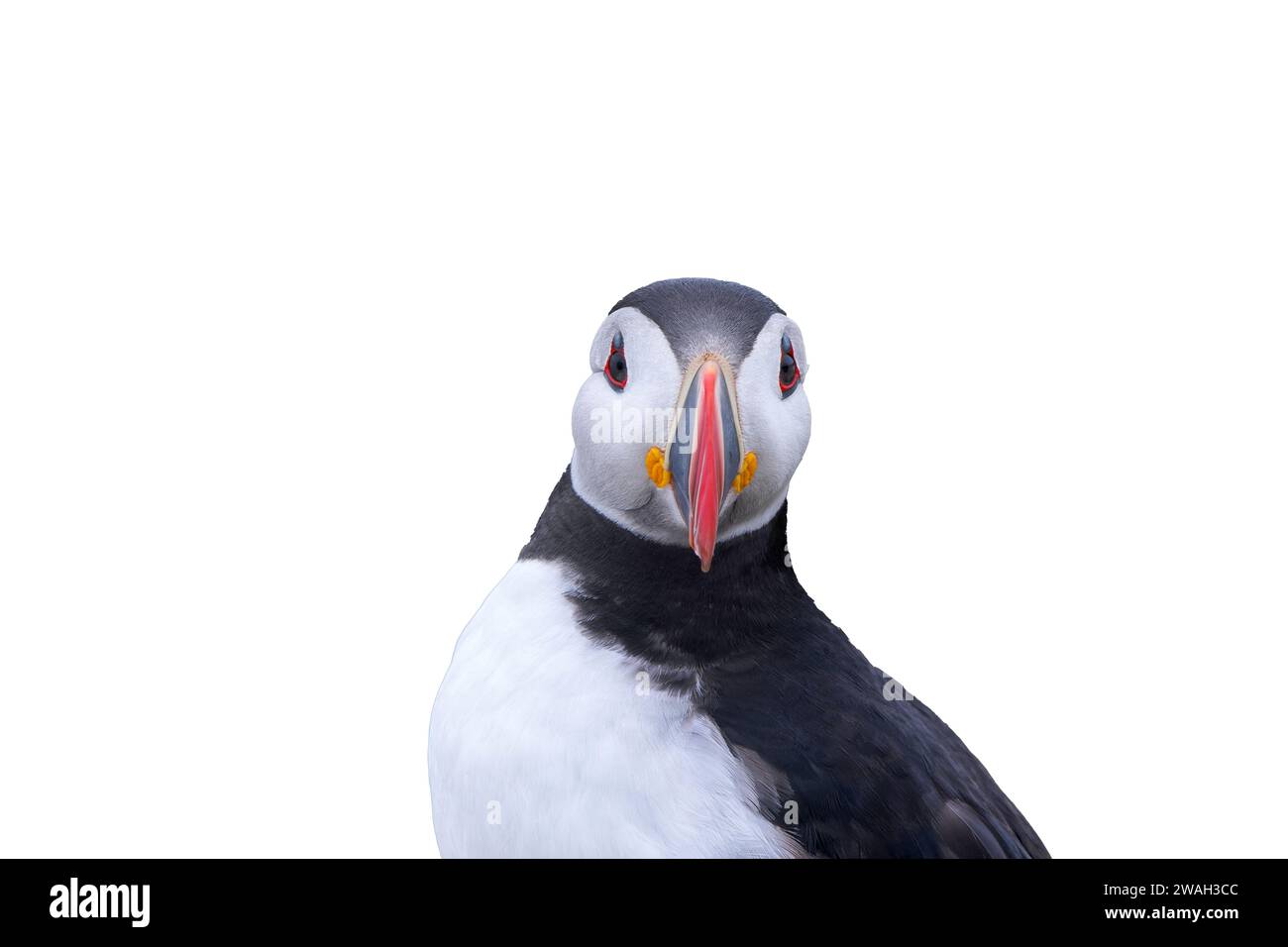 cut out image of head and beak of single Atlantic puffin, Fratercula ...