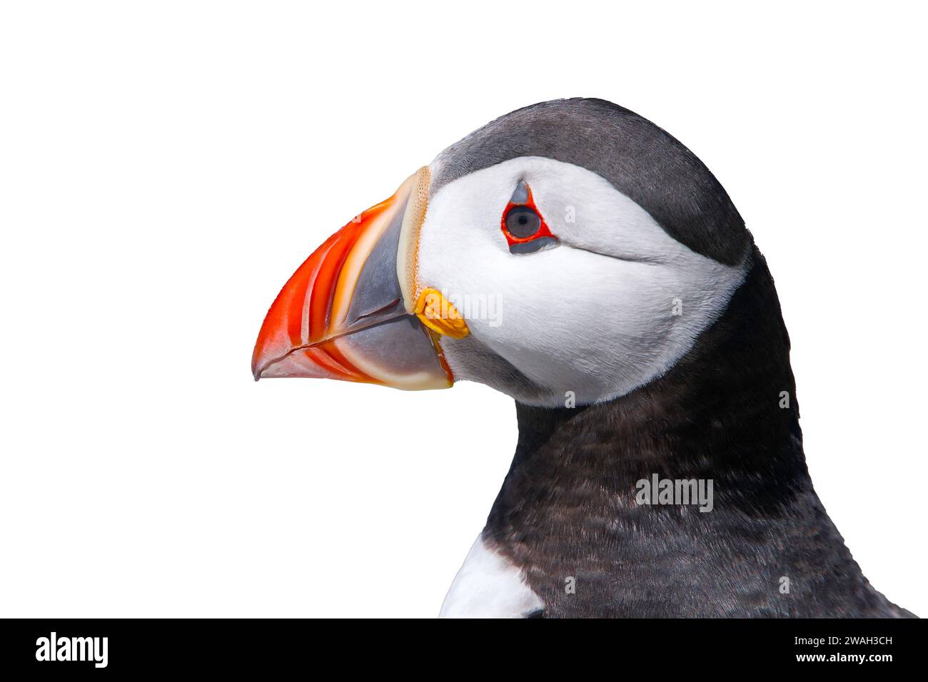 cut out image of head and beak of single Atlantic puffin, Fratercula ...