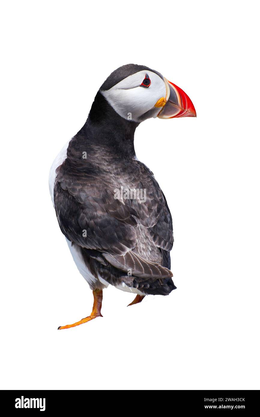 cut out image of single Atlantic puffin, Fratercula arctica, standing ...