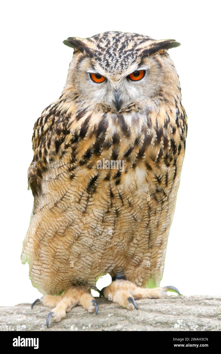 cut out of single Eurasian eagle owl, Bubo bubo, standing on ground ...