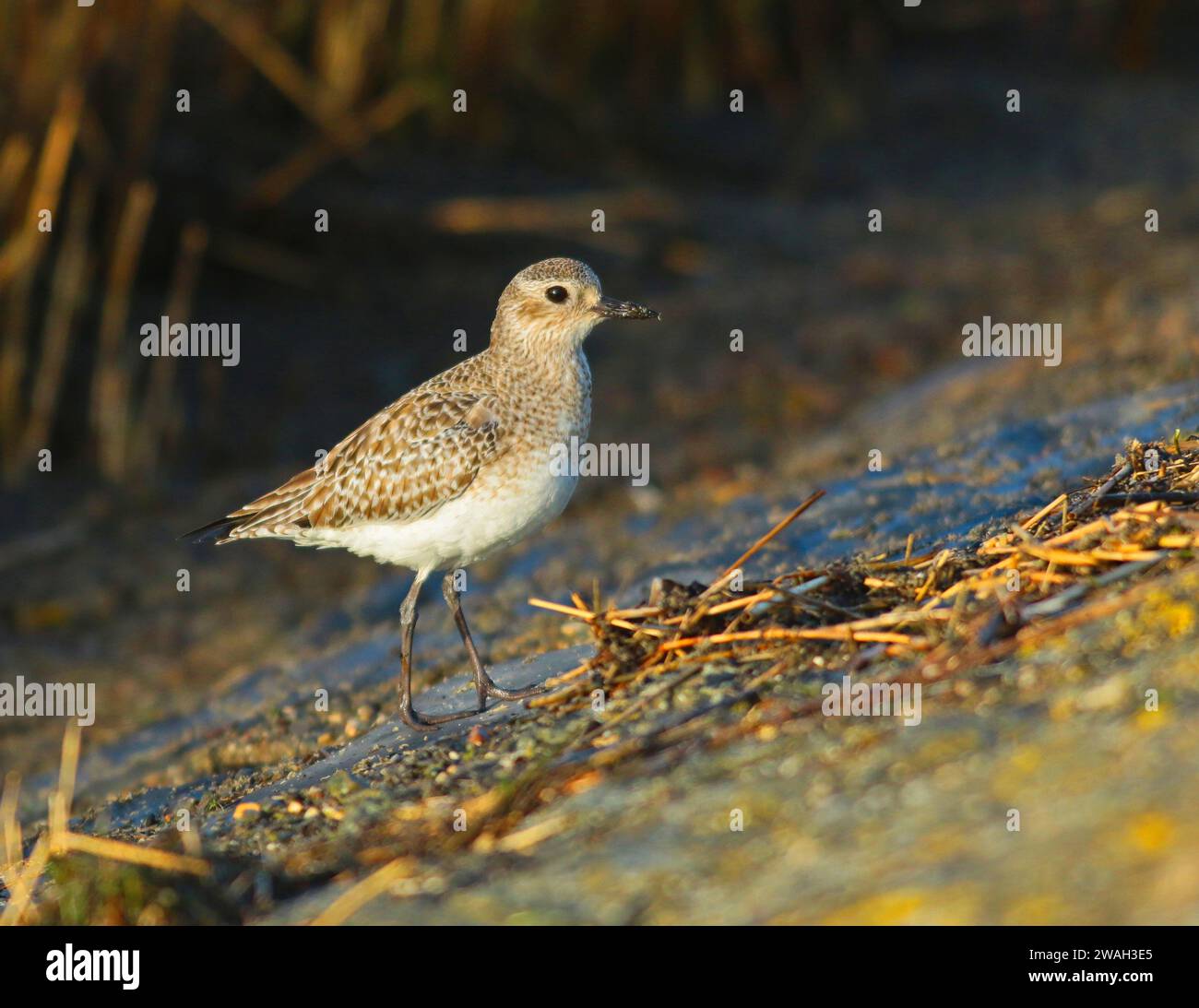 grey plover, black-bellied plover (Pluvialis squatarola), on the dike ...