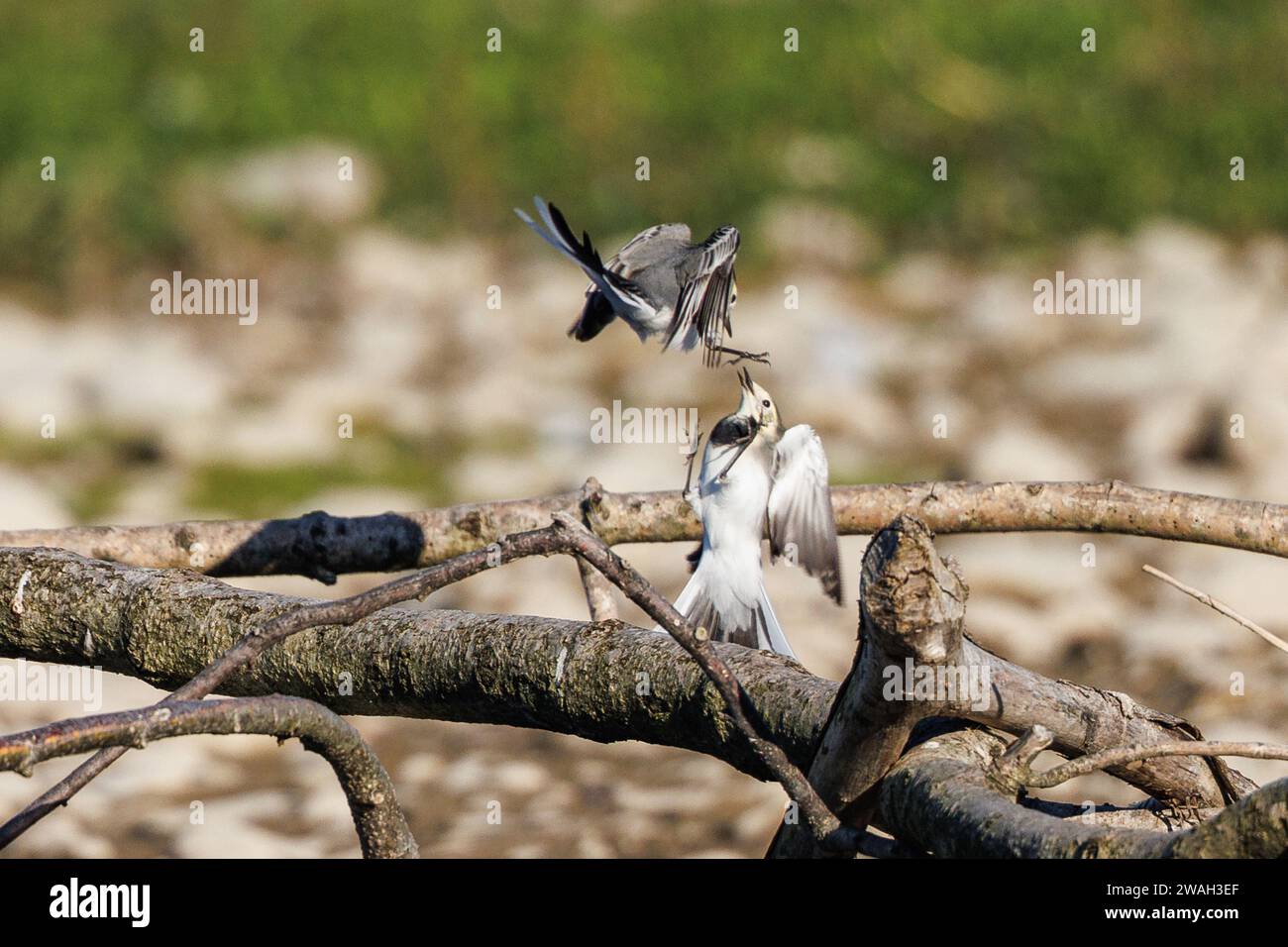 wagtail, white wagtail (Motacilla alba), two fighting adult birds ...
