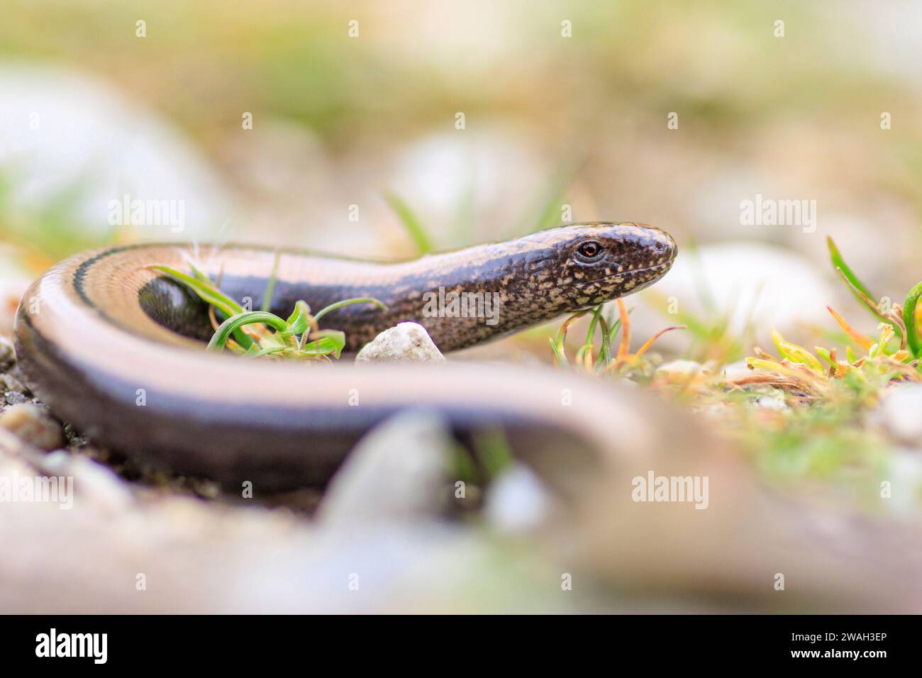 European slow worm, blindworm, slow worm (Anguis fragilis), female ...