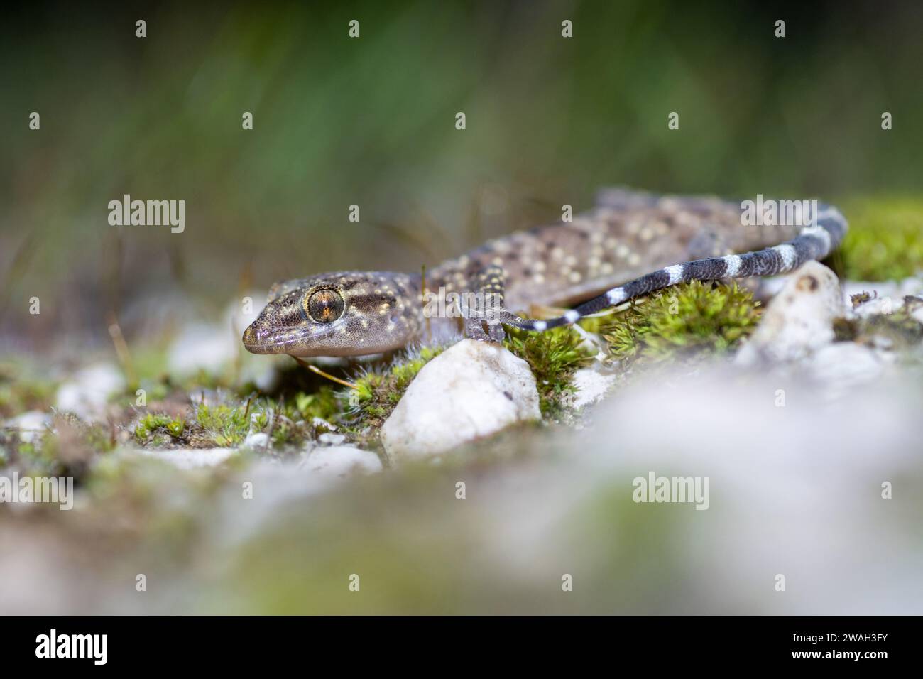 Turkish gecko, Mediterranean gecko (Hemidactylus turcicus), on mossy ...