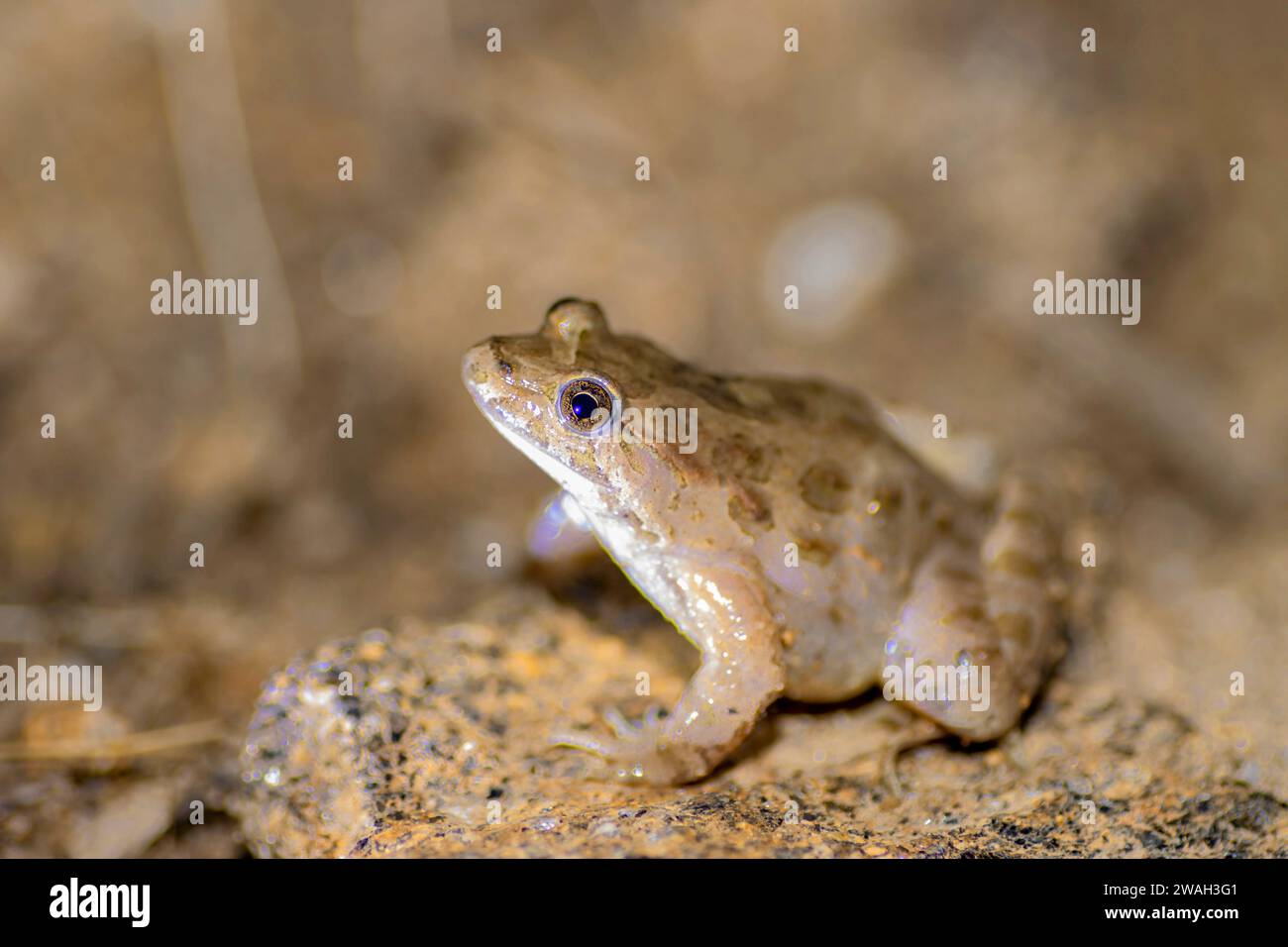 painted frog (Discoglossus pictus), sitting on a stone, side view ...