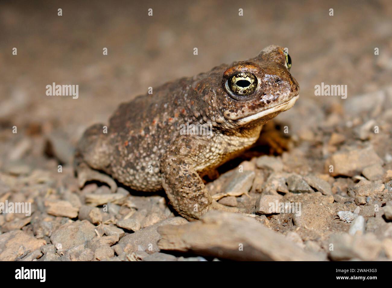 natterjack toad, natterjack, British toad (Bufo calamita, Epidalea ...