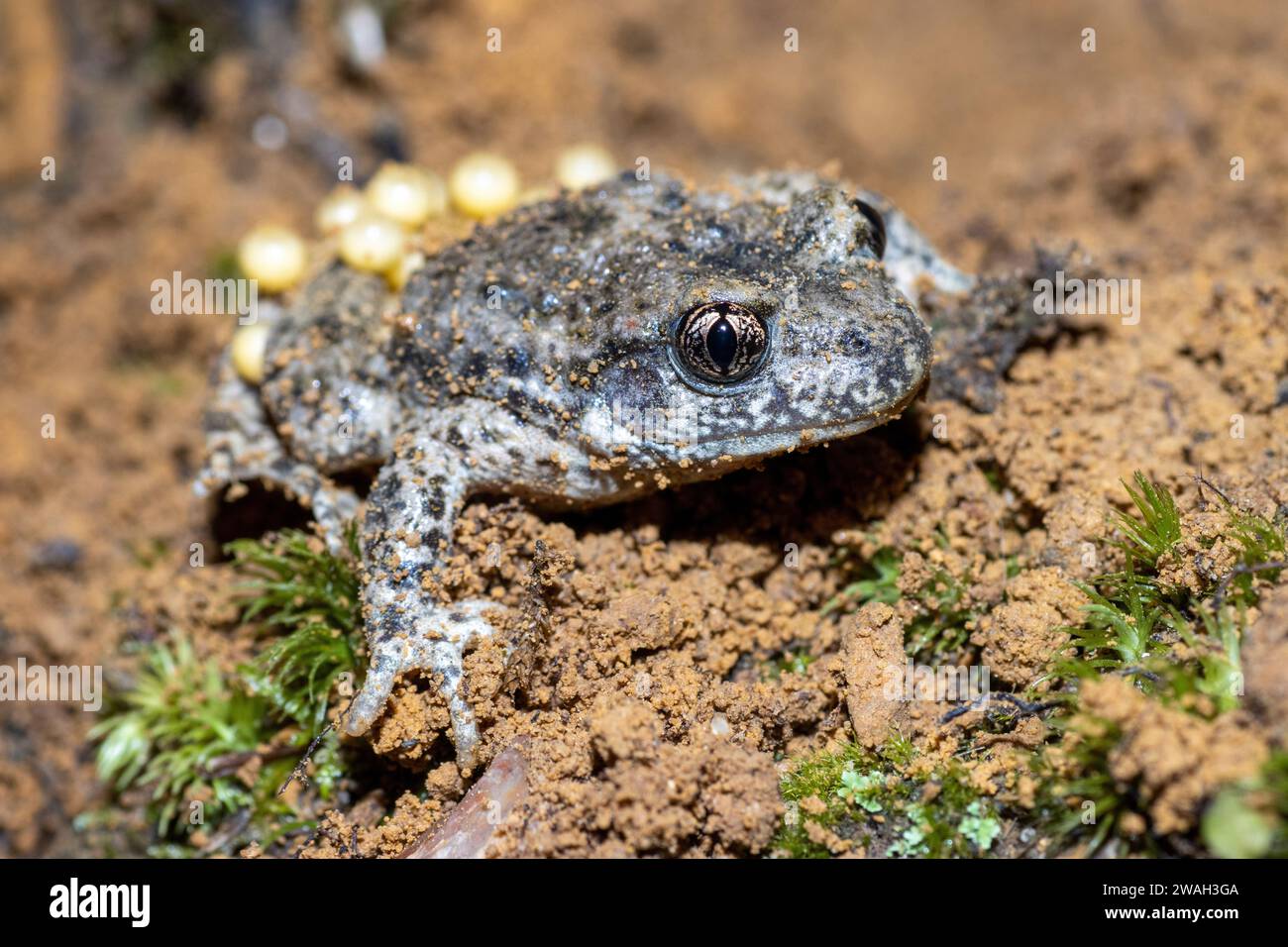 Common midwife toad (Alytes obstetricans), male carrying eggs, France ...