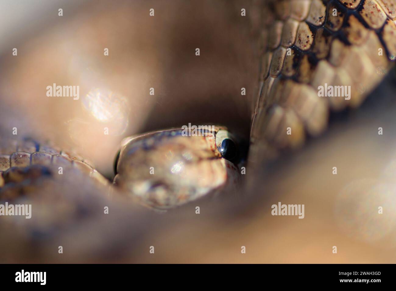 southern smooth snake, Bordeaux snake (Coronella girondica), portrait ...