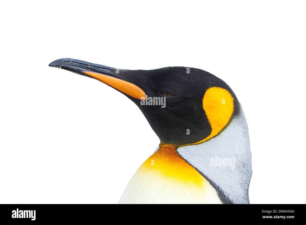 cut out image of head and beak of single king penguin, Aptenodytes ...