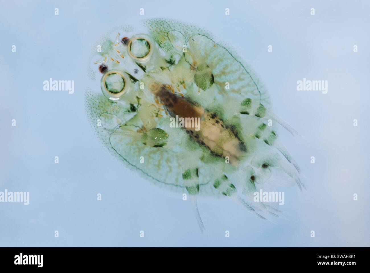 Carp louse (Argulus foliaceus), full-length portrait, macro shot Stock ...