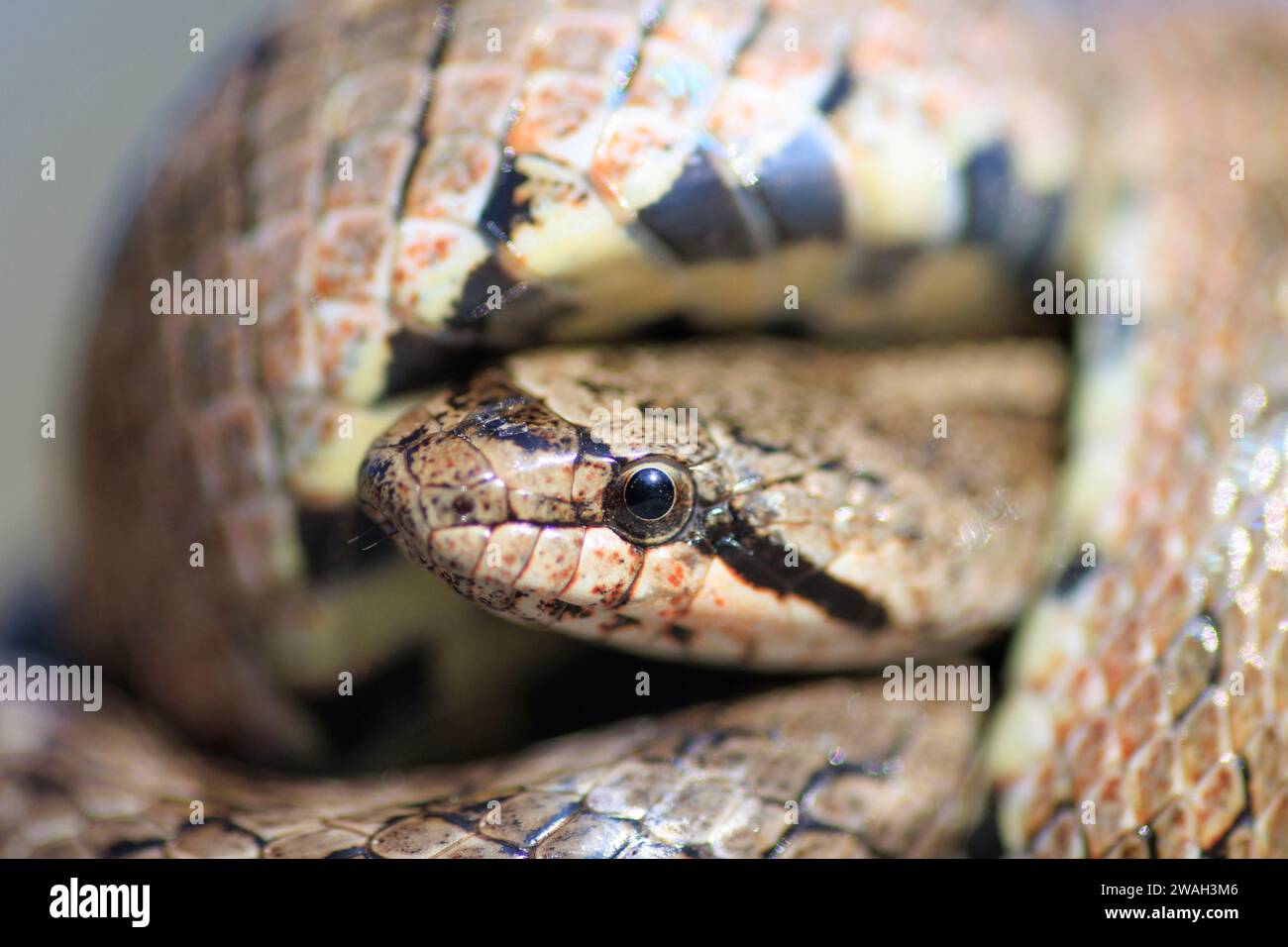 southern smooth snake, Bordeaux snake (Coronella girondica), portrait ...