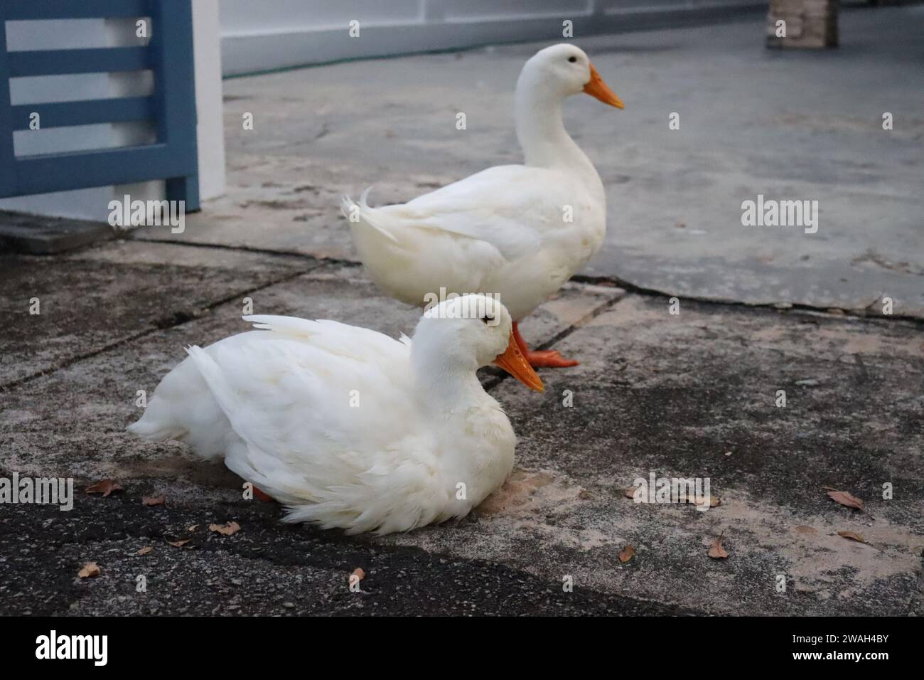One disabled duck one normal duck hi-res stock photography and images ...