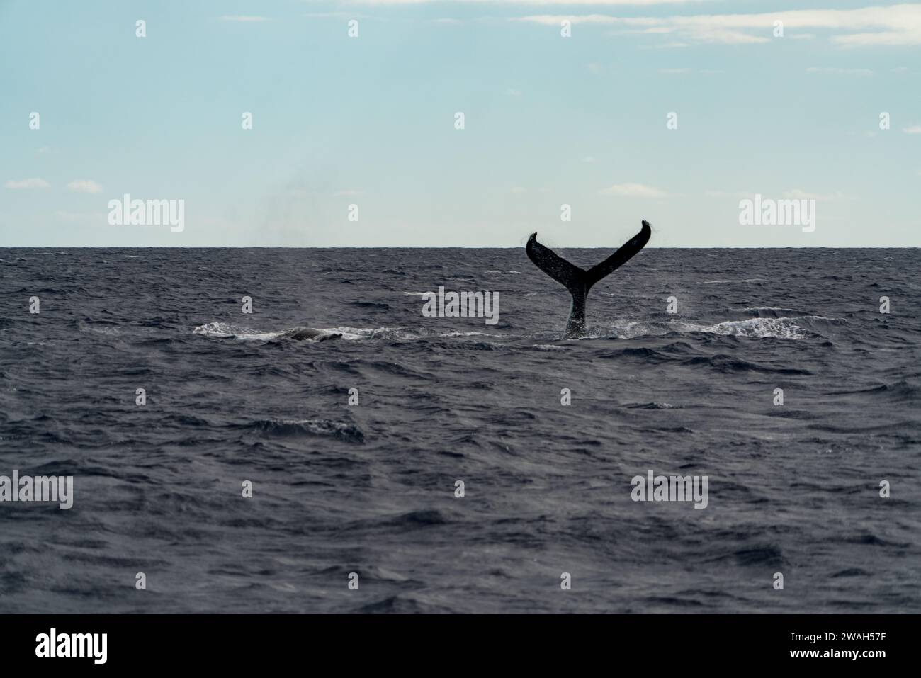 Tail humpback whale above water hi-res stock photography and images - Alamy