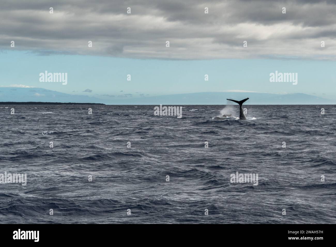 Tail humpback whale above water hi-res stock photography and images - Alamy