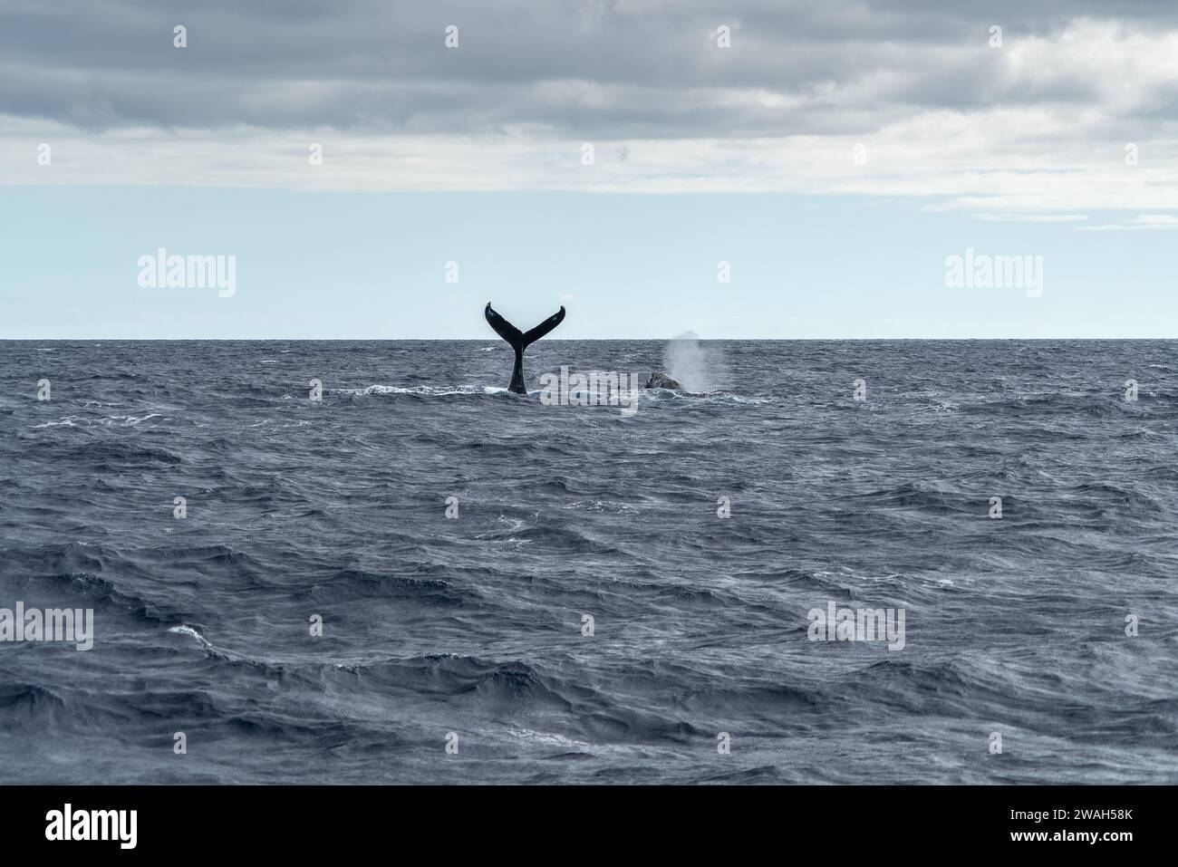 Whale tail rising above the waves in Maui's vast ocean Stock Photo - Alamy