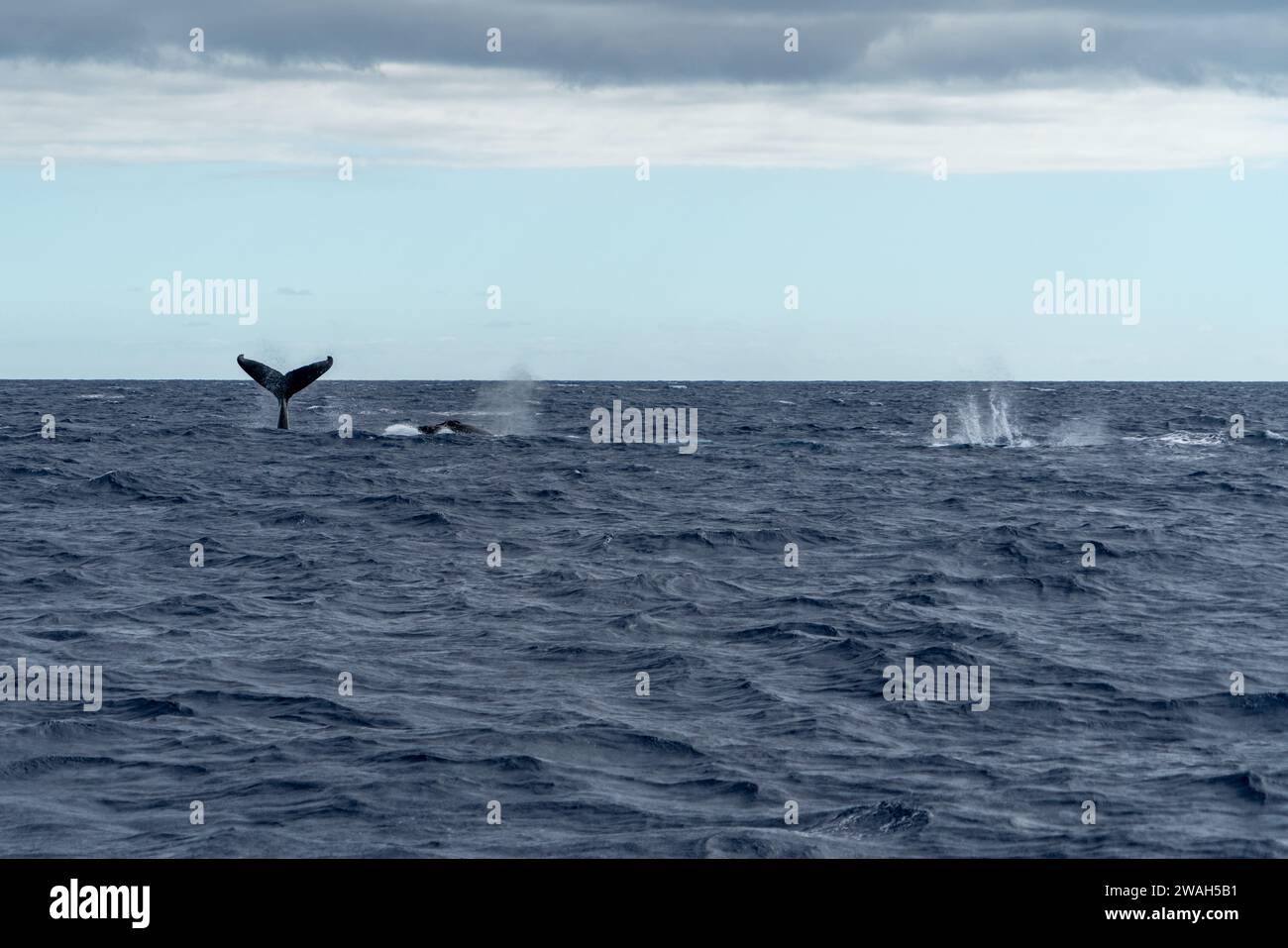 Blue whale tail hi-res stock photography and images - Alamy