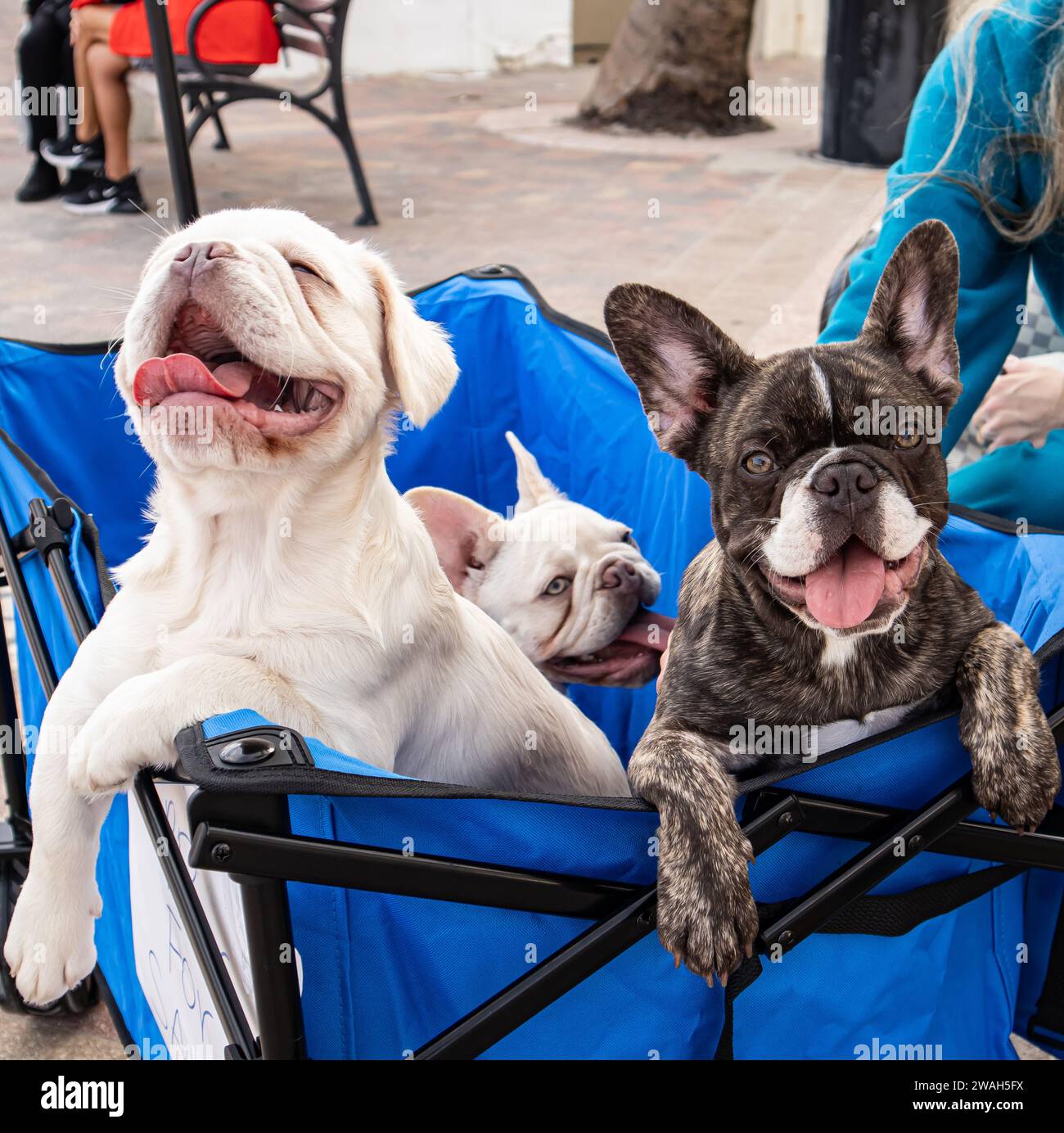 French Bulldog puppies for sale: Boardwalk in Hollywood, Miami, Florida ...