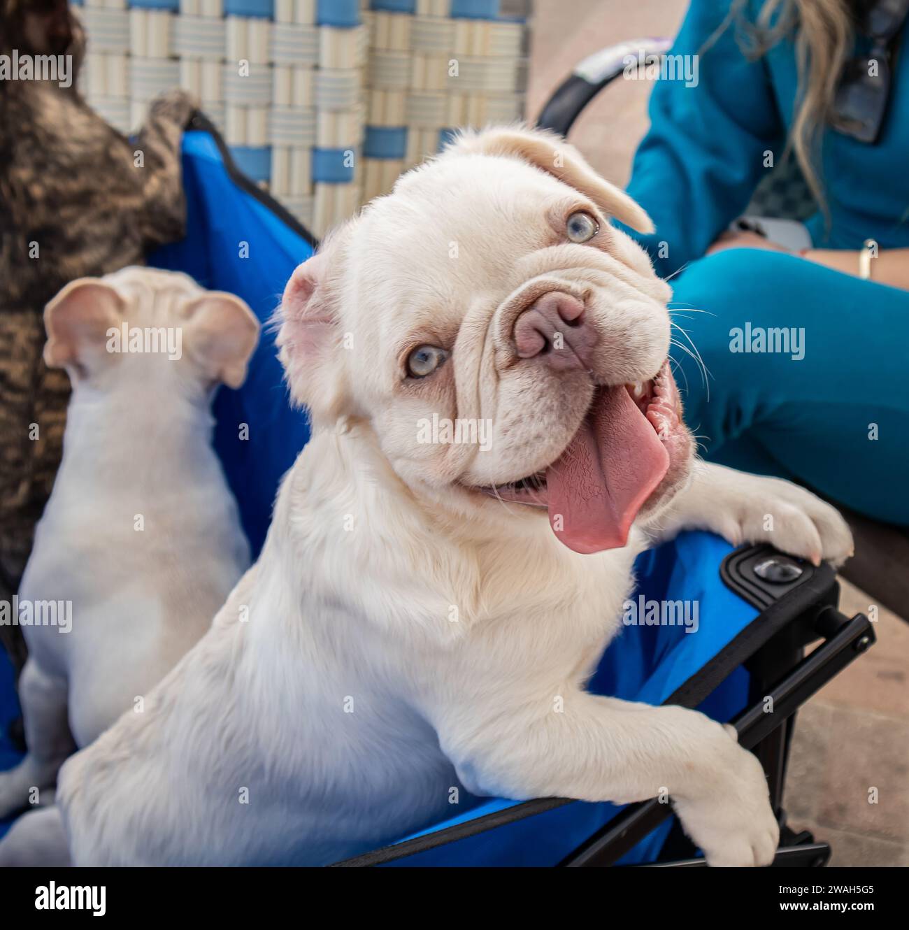 French Bulldog puppies for sale: Boardwalk in Hollywood, Miami, Florida ...