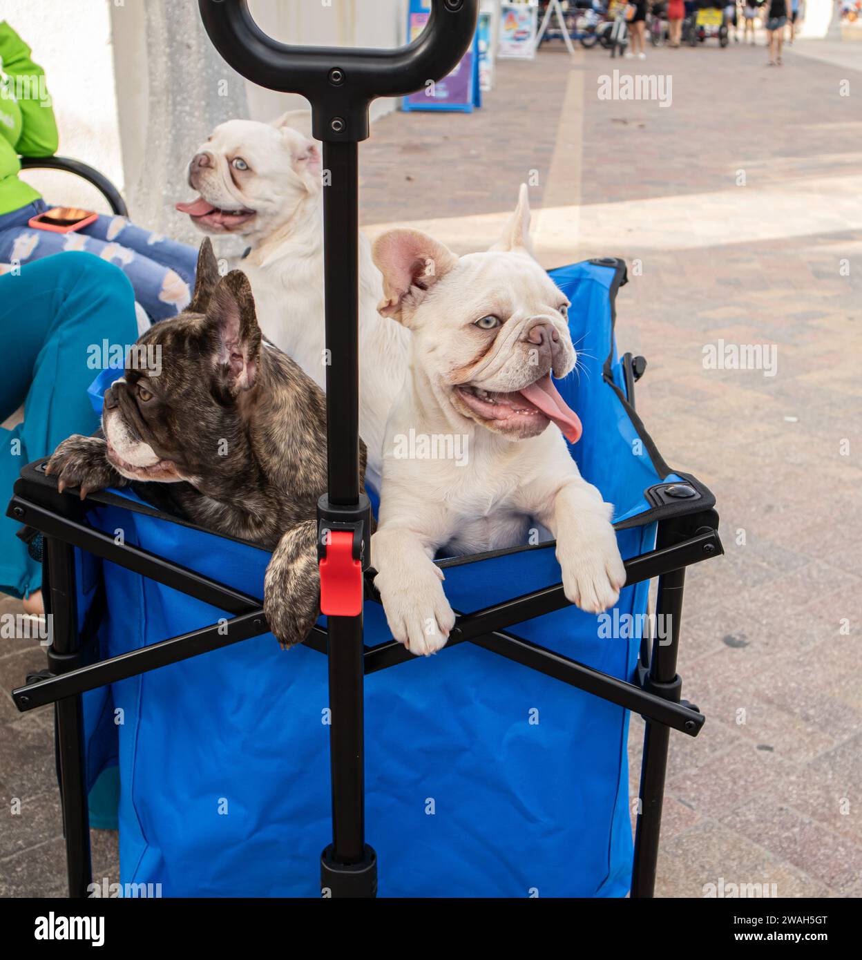 French Bulldog puppies for sale: Boardwalk in Hollywood, Miami, Florida ...