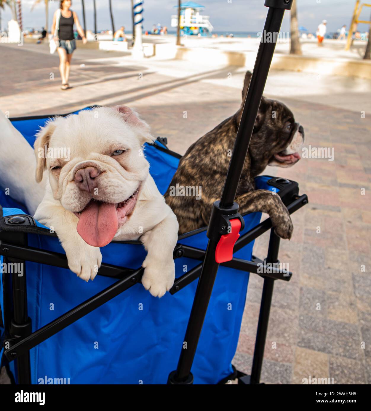 French Bulldog puppies for sale: Boardwalk in Hollywood, Miami, Florida ...