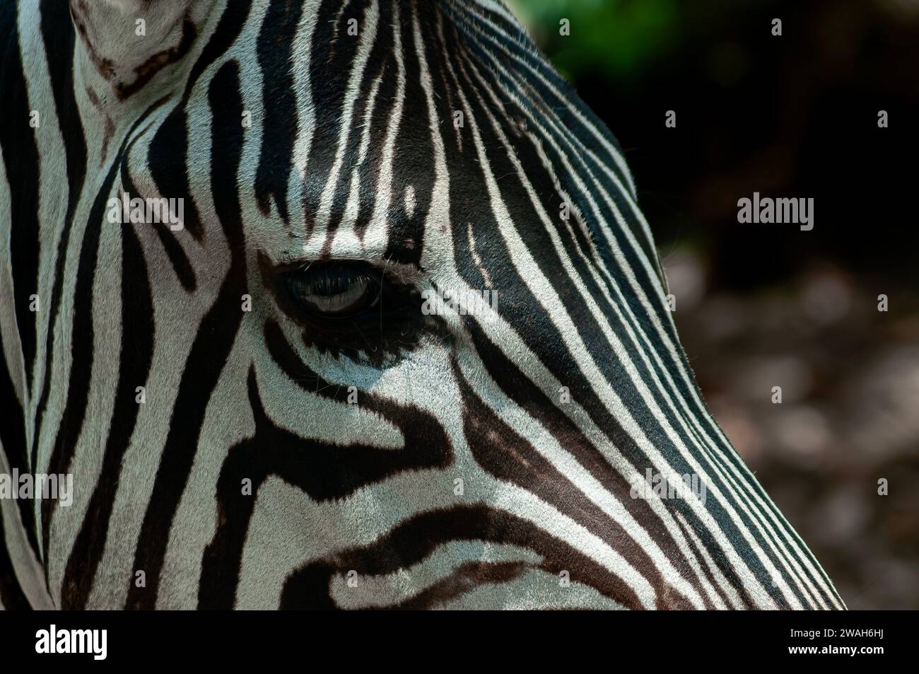 the head face of a Zebra subgenus Hippotigris Stock Photo - Alamy