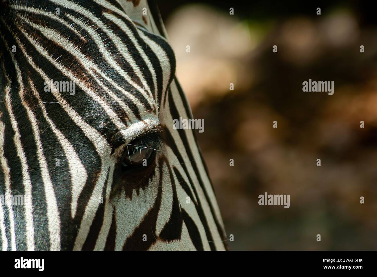 the head face of a Zebra subgenus Hippotigris Stock Photo - Alamy