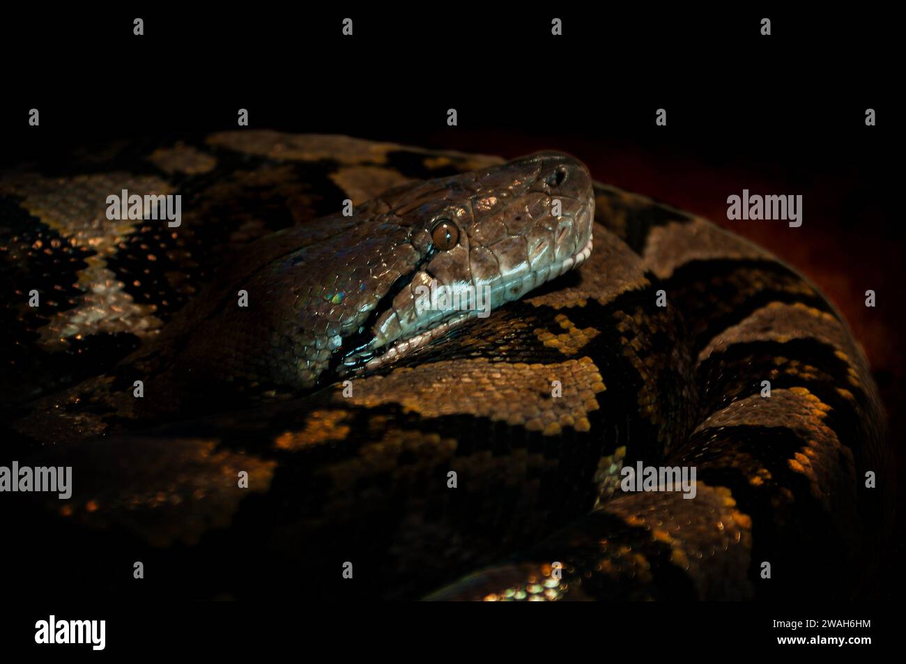 a Sanca snake or Malayopython reticulatus is resting while coiling its ...