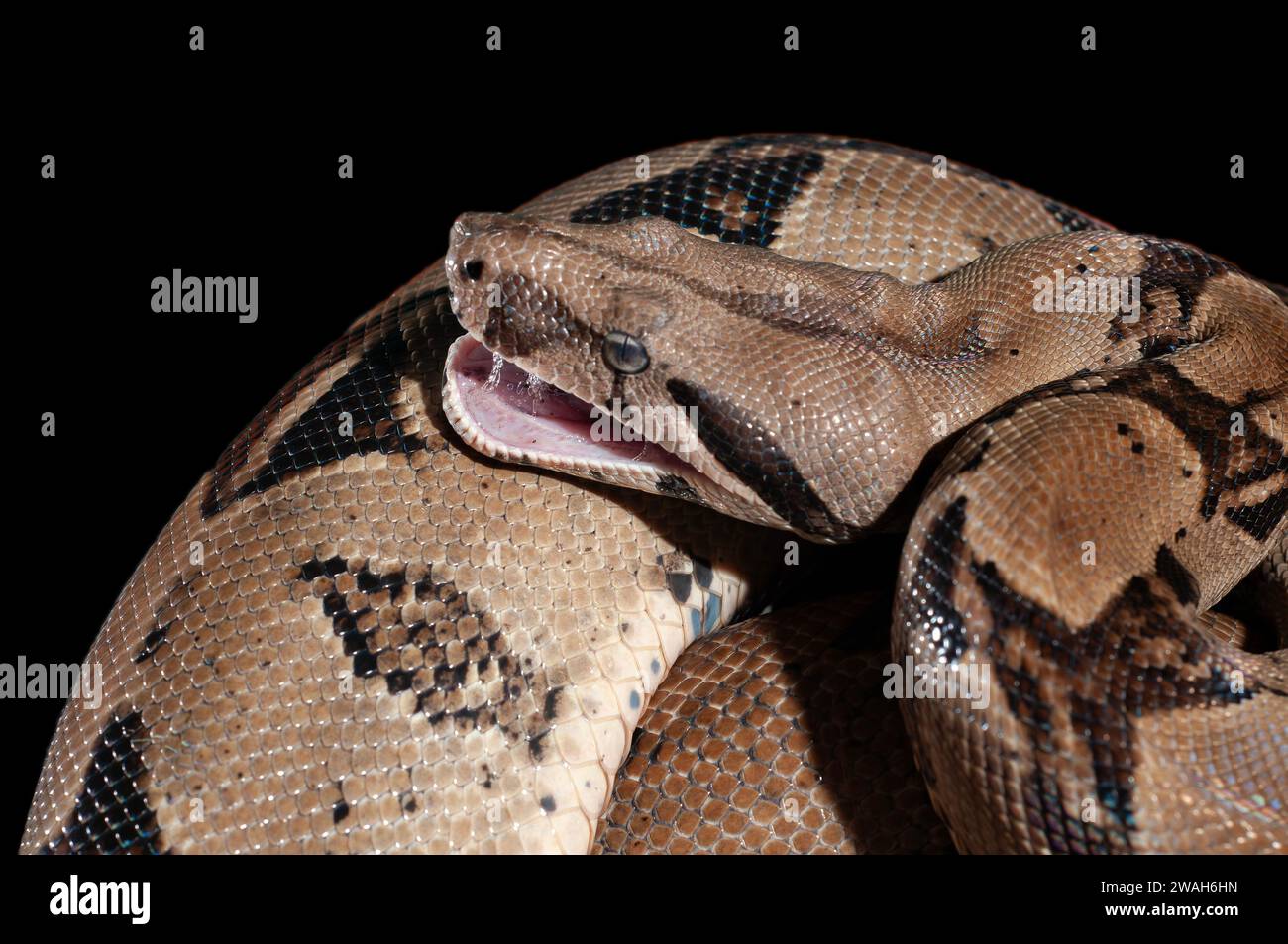 a Sanca snake or Malayopython reticulatus is resting while coiling its ...
