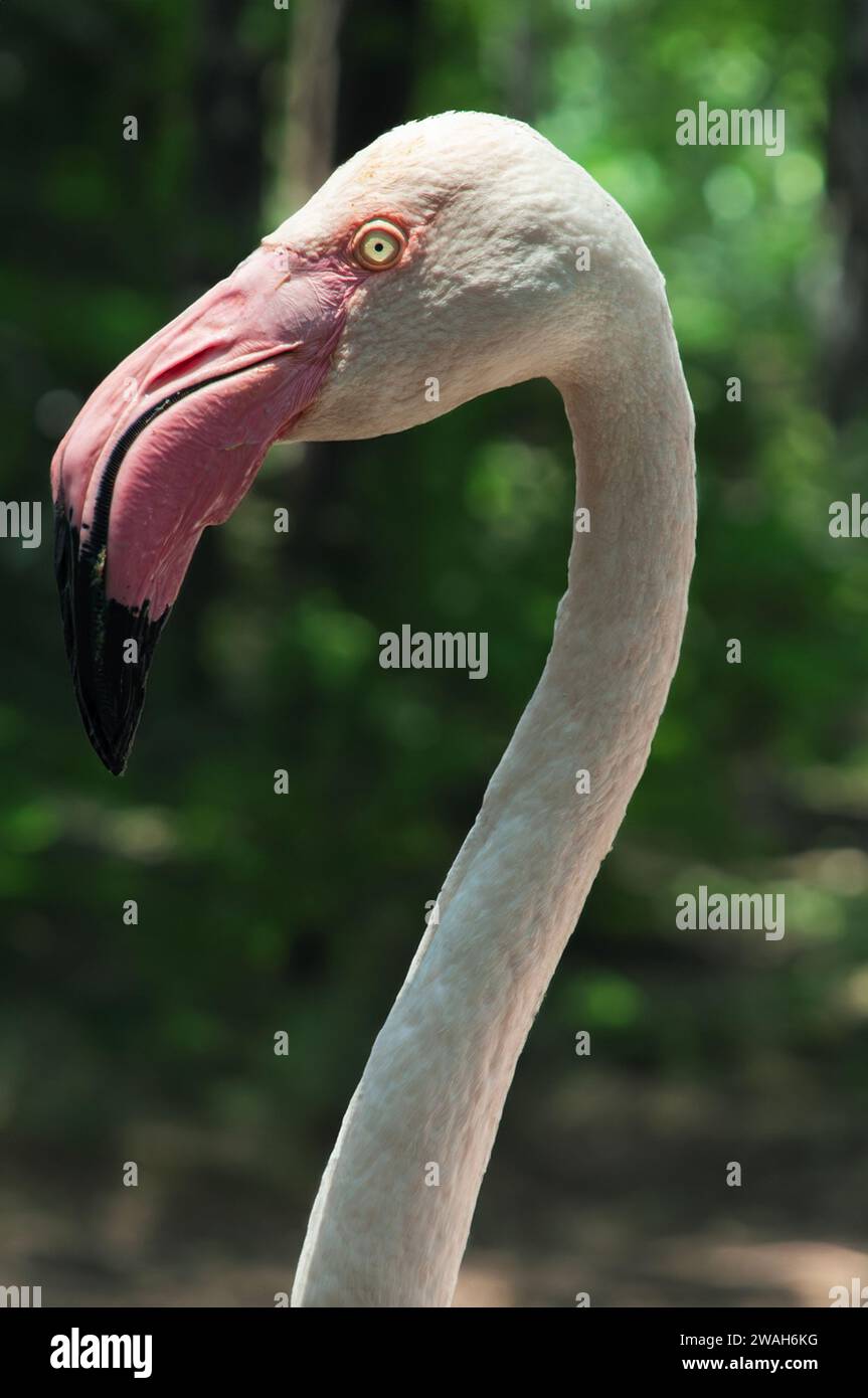 Flamingo eye hi-res stock photography and images - Alamy