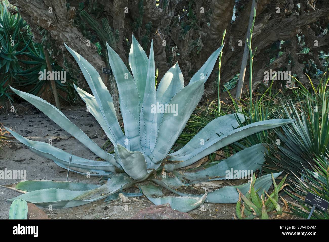 Giant tropical and drought resistant blue agave succulent plant Stock ...