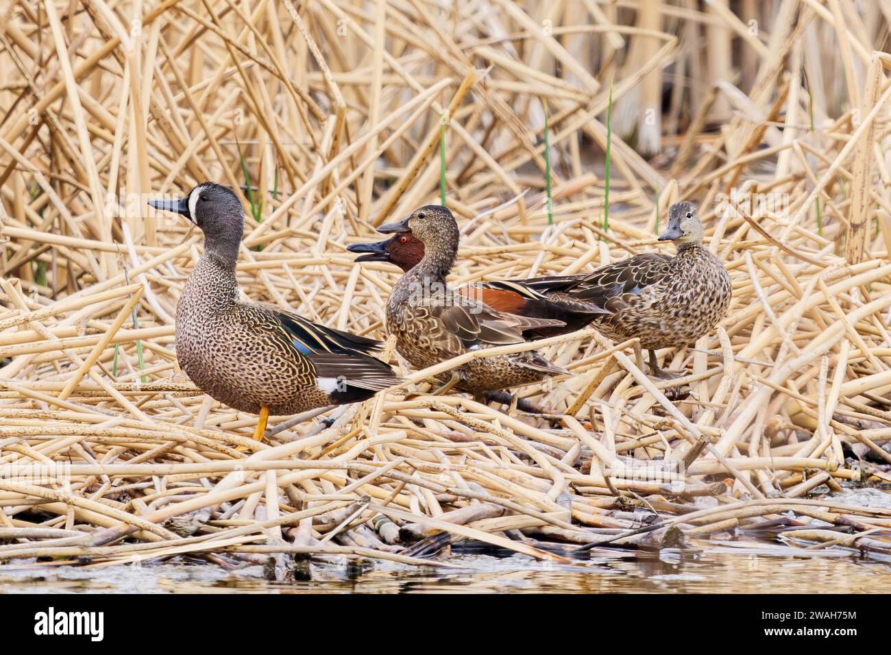 A group of teal ducks, Cinnamon Teals in the middle and Blue-winged Teals on each side, rest by ...
