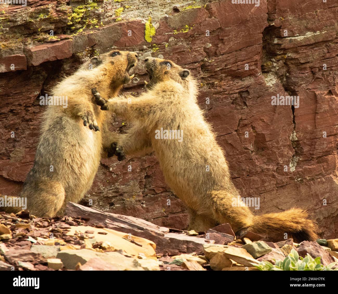 Yellow-bellied marmots in a battle of tooth and claw Stock Photo - Alamy