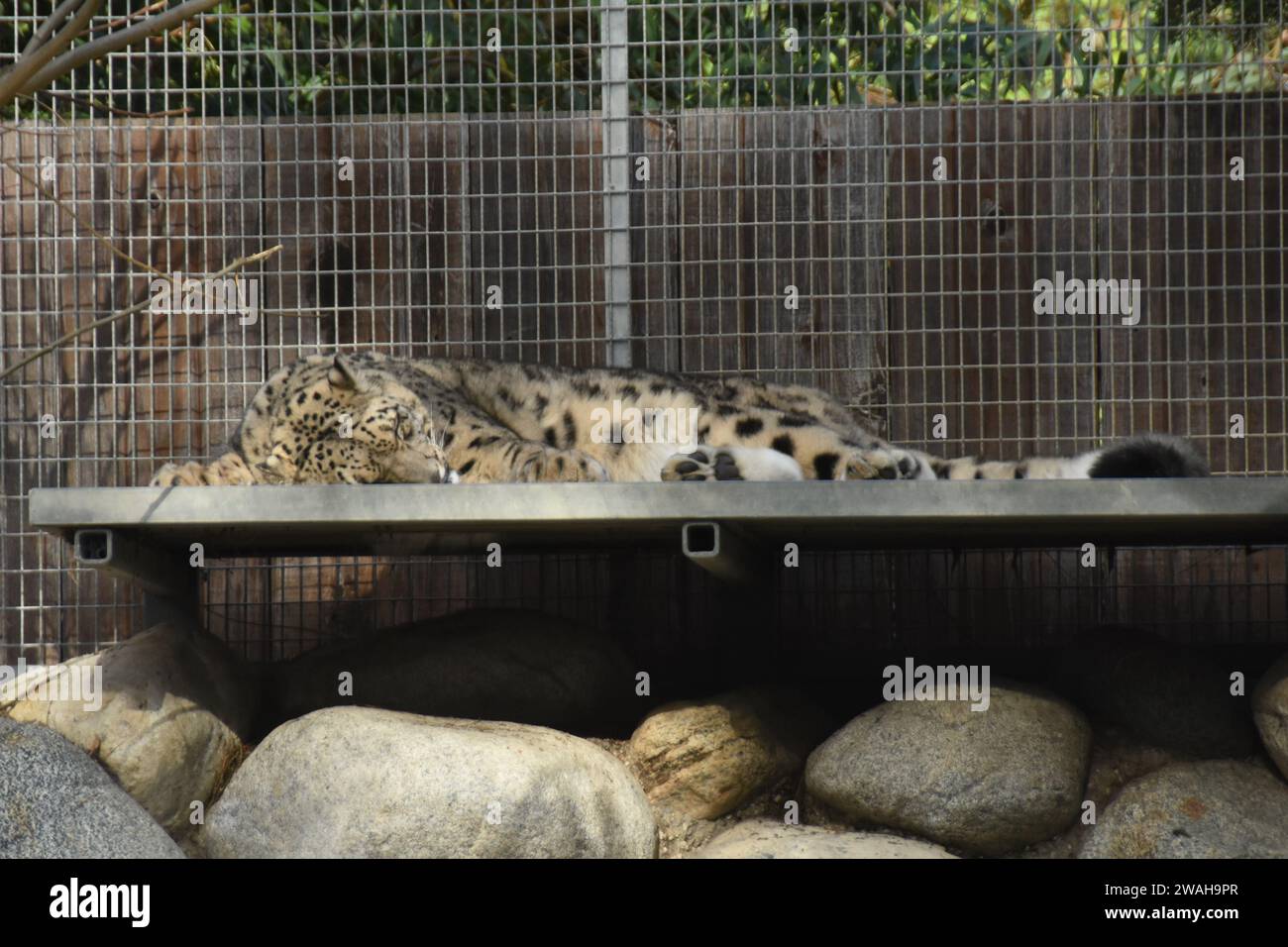 Los Angeles, California, USA 2nd January 2024 Snow Leopard sleepingl at ...