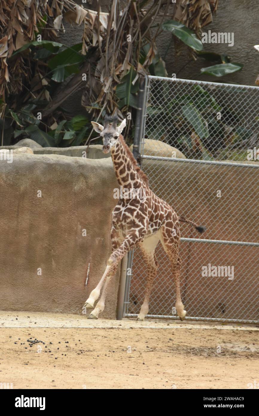 Los Angeles, California, USA 2nd January 2024 Baby Maasai Giraffe ...