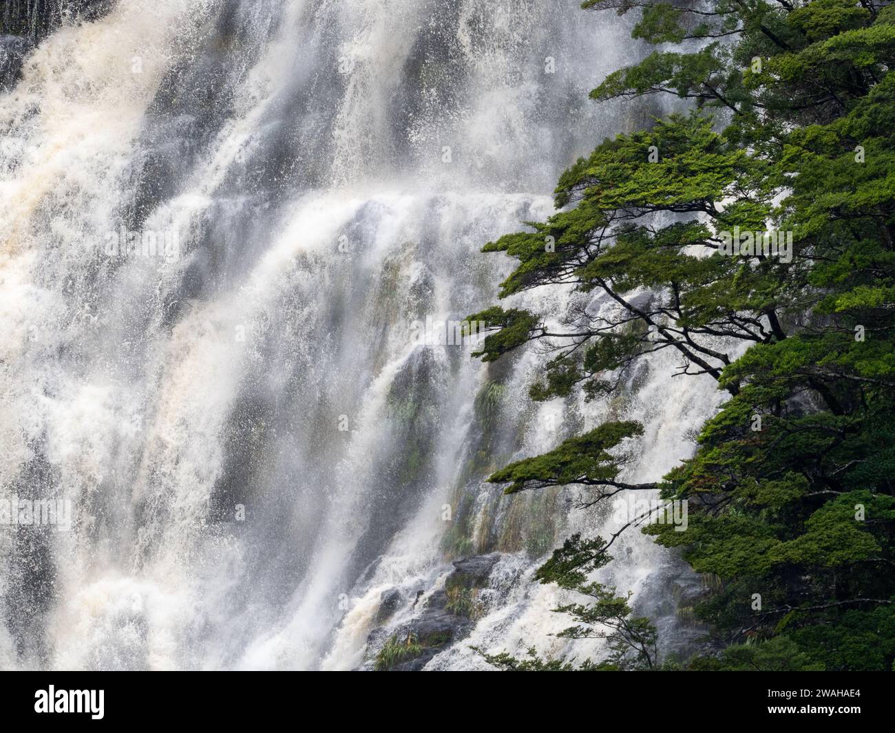 Waterfall and trees in Dusky sound Fiordland National Park, New Zealand ...