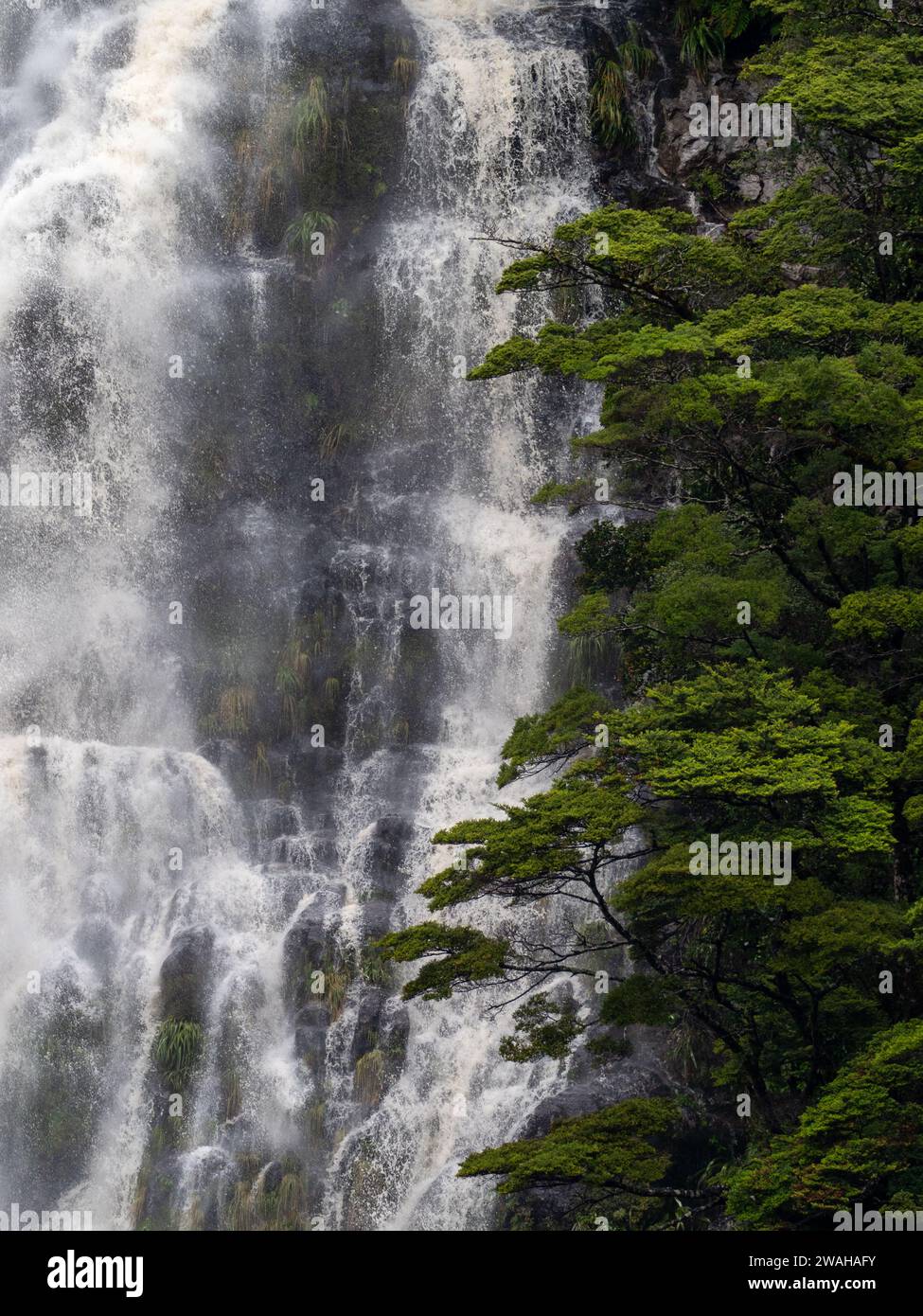 Waterfall and trees in Dusky sound Fiordland National Park, New Zealand ...