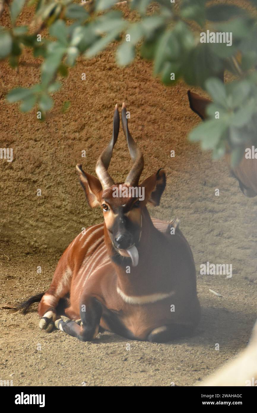 Los Angeles, California, USA 2nd January 2024 Mountain Bongo at LA Zoo ...