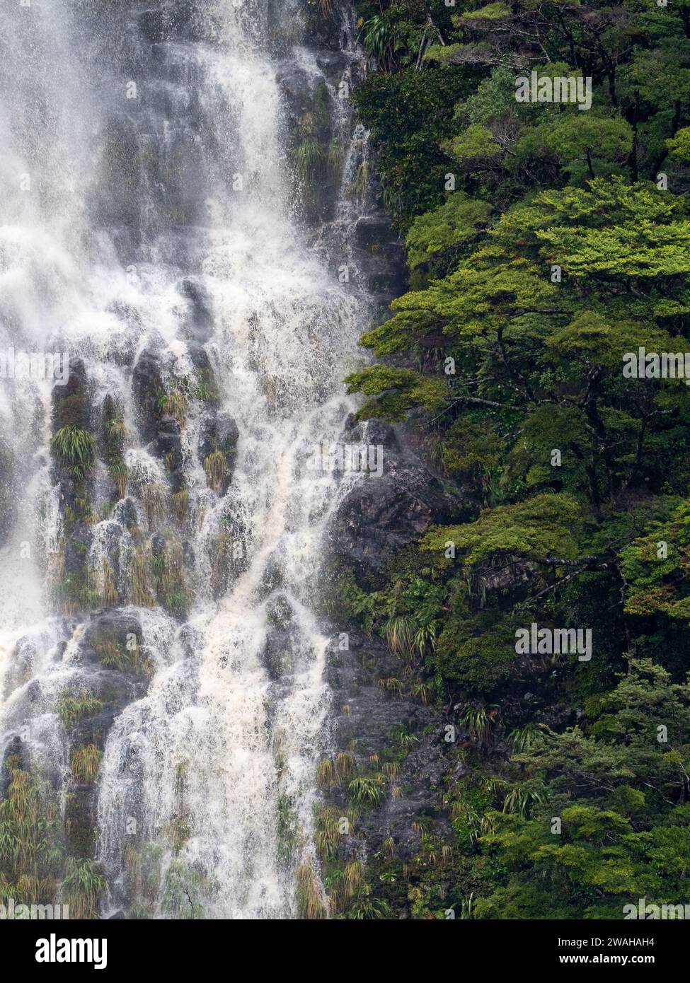 Waterfall and trees in Dusky sound Fiordland National Park, New Zealand ...