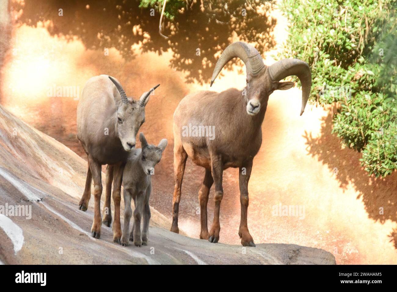 Los Angeles, California, USA 2nd January 2024 Desert Bighorn Sheep Baby ...
